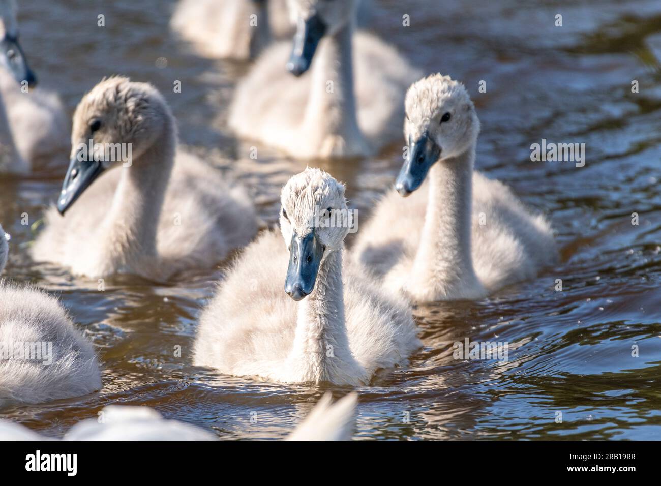 Swan family on a pond Stock Photo - Alamy