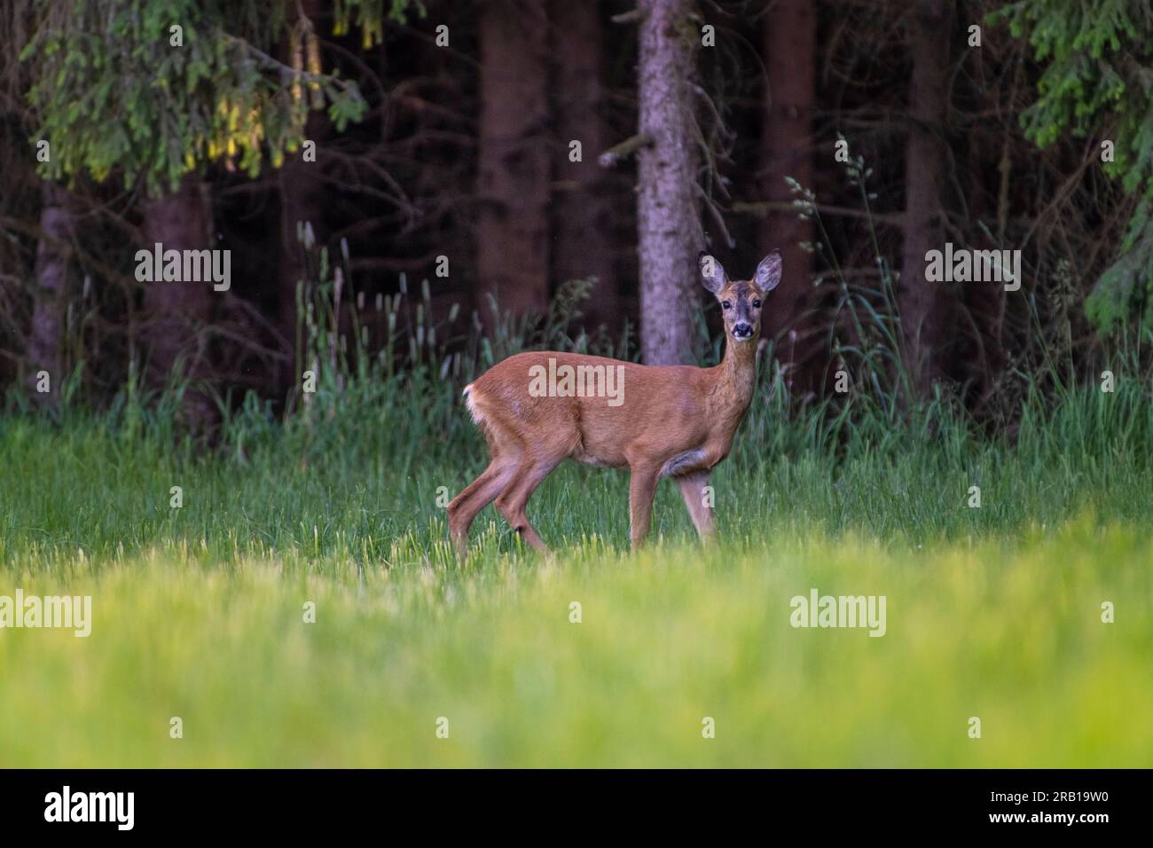Deer at the edge of the forest hi-res stock photography and images - Alamy