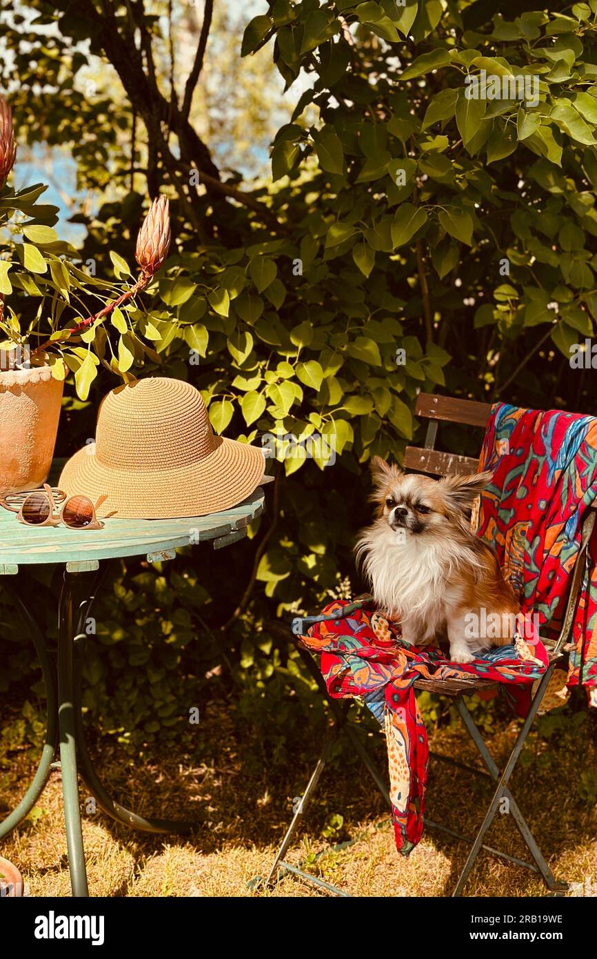 Chihuahua on chair hi-res stock photography and images - Alamy