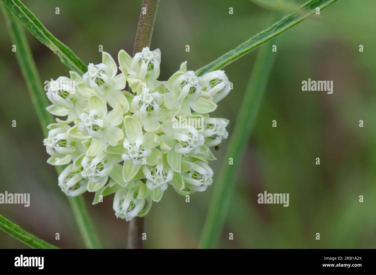 Slimleaf Milkweed, Asclepias stenophylla Stock Photo - Alamy