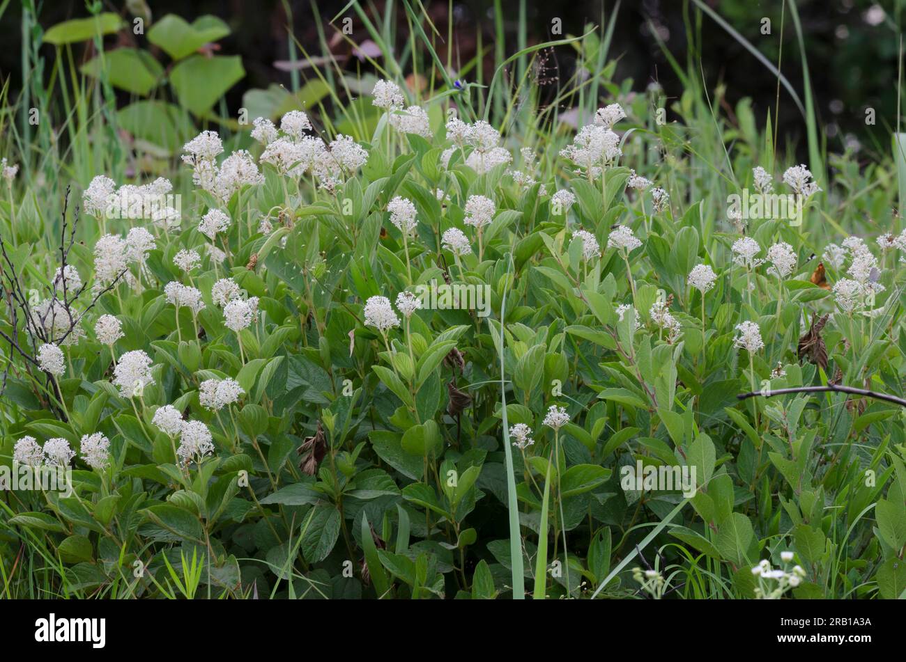 New Jersey Tea, Ceanothus americanus Stock Photo - Alamy
