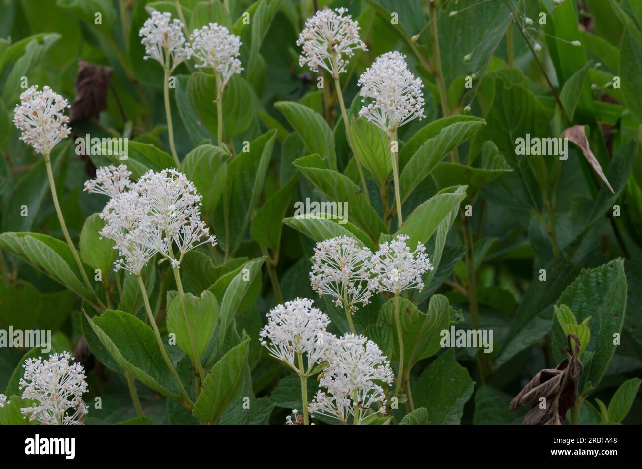 New Jersey Tea, Ceanothus americanus Stock Photo - Alamy