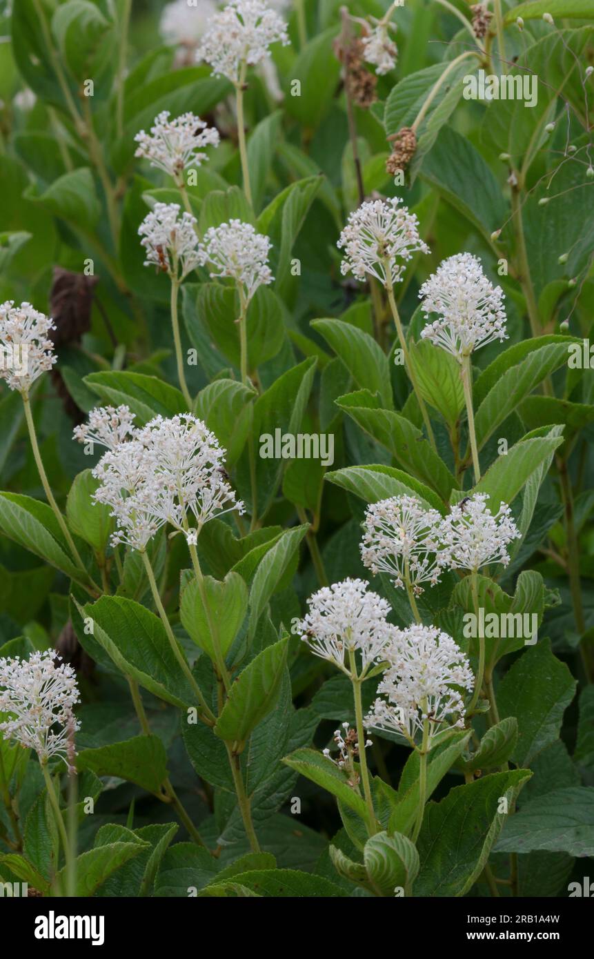New Jersey Tea, Ceanothus americanus Stock Photo - Alamy