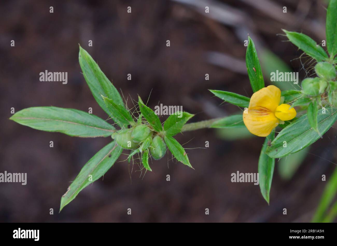 Pencilflower hi-res stock photography and images - Alamy