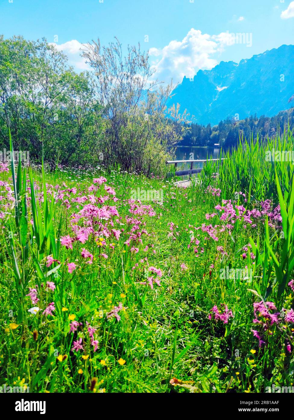 Spring meadow with ragged robin flowers at lake Lautersee Stock Photo ...