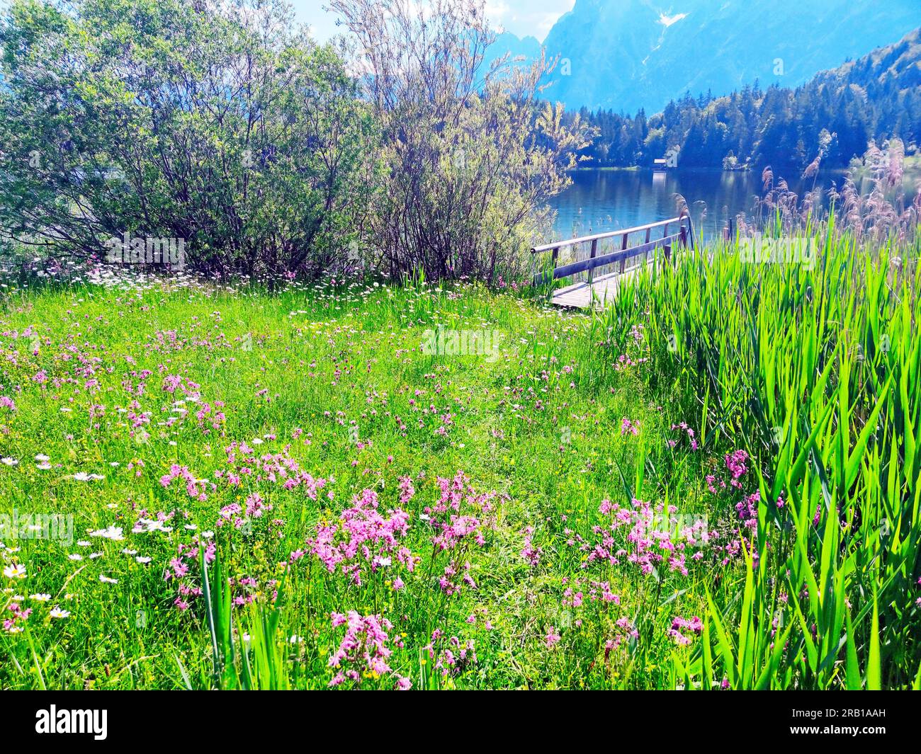 Spring meadow with ragged robin flowers at lake Lautersee Stock Photo ...