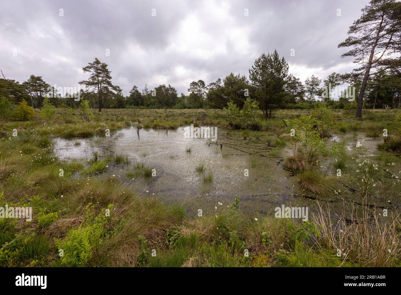 Bog body hi-res stock photography and images - Alamy