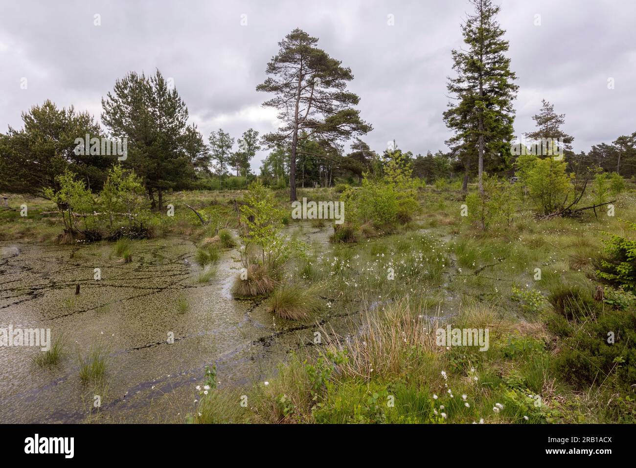 Bog body hi-res stock photography and images - Alamy