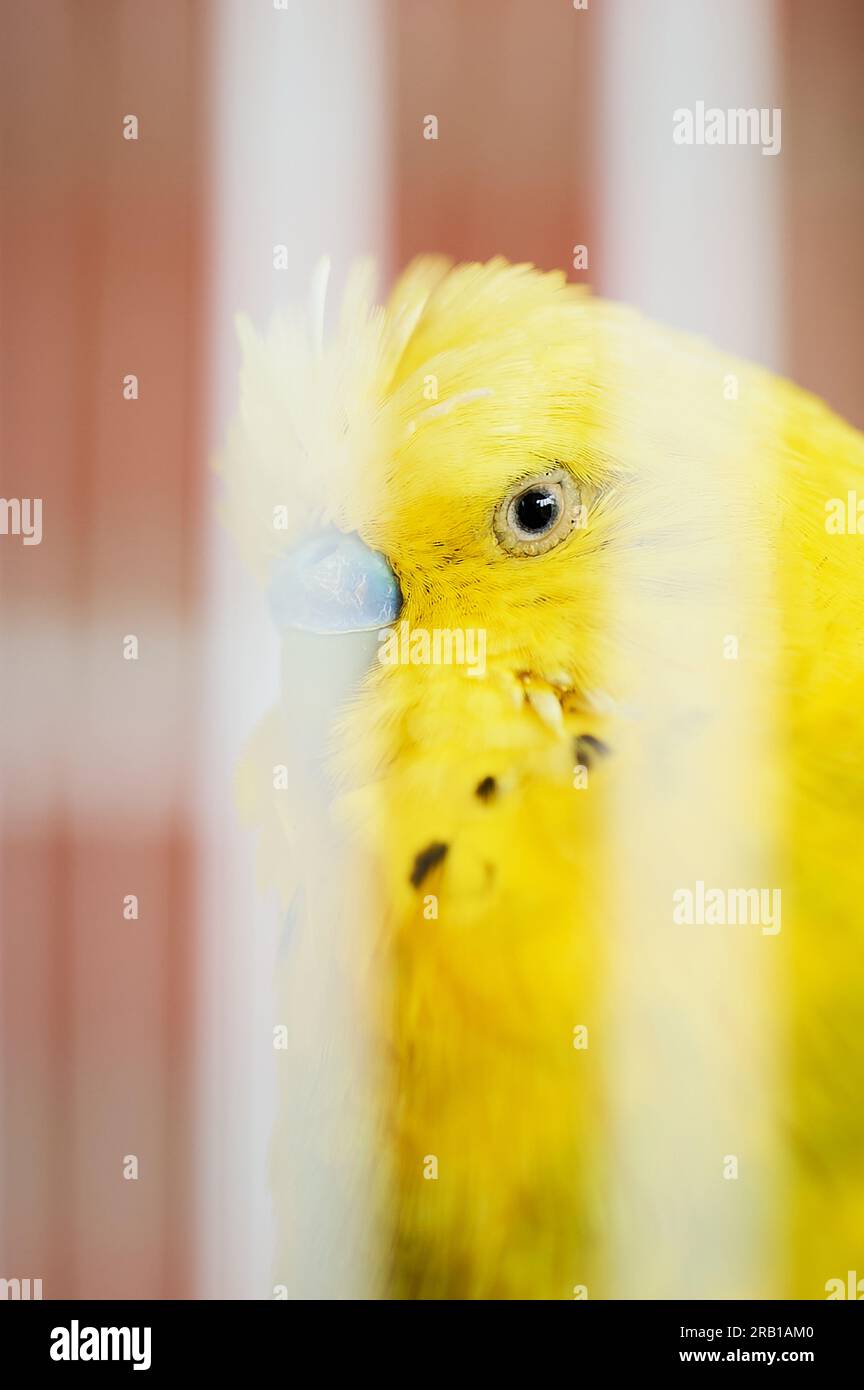 Yellow parakeet from the side looking at the camera directly Stock ...