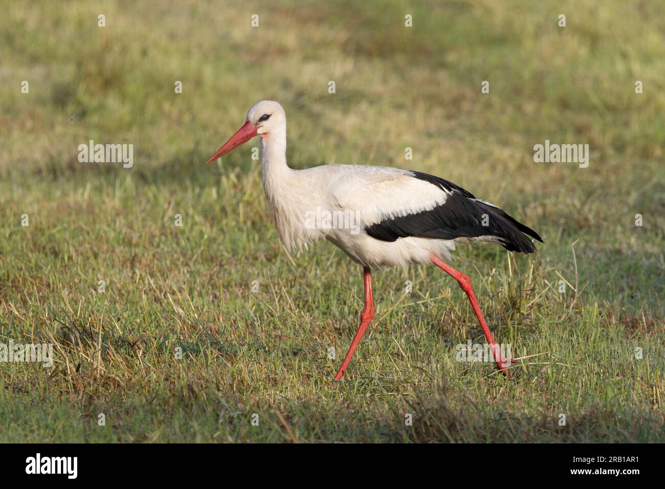Stork in the meadow hi-res stock photography and images - Alamy