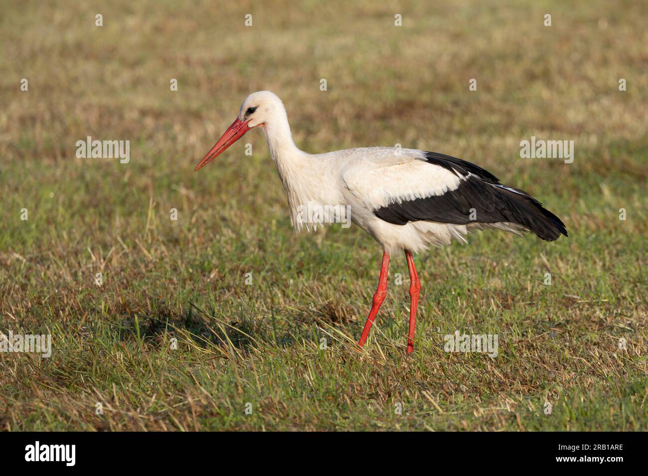 Stork in the meadow hi-res stock photography and images - Alamy