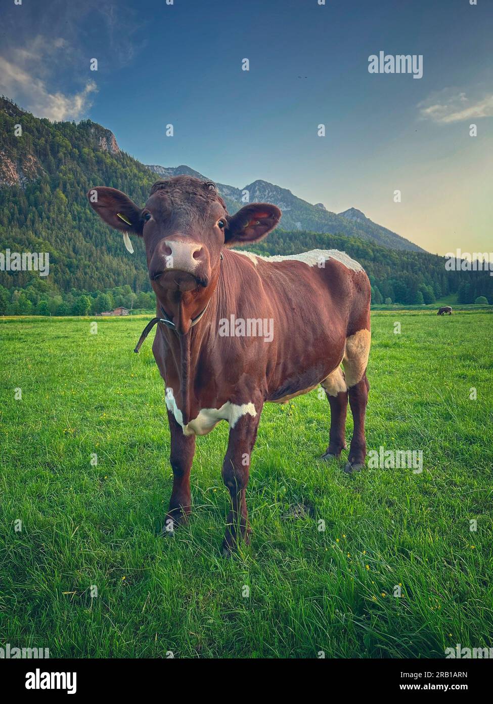 Alm cow in bavaria hi-res stock photography and images - Alamy