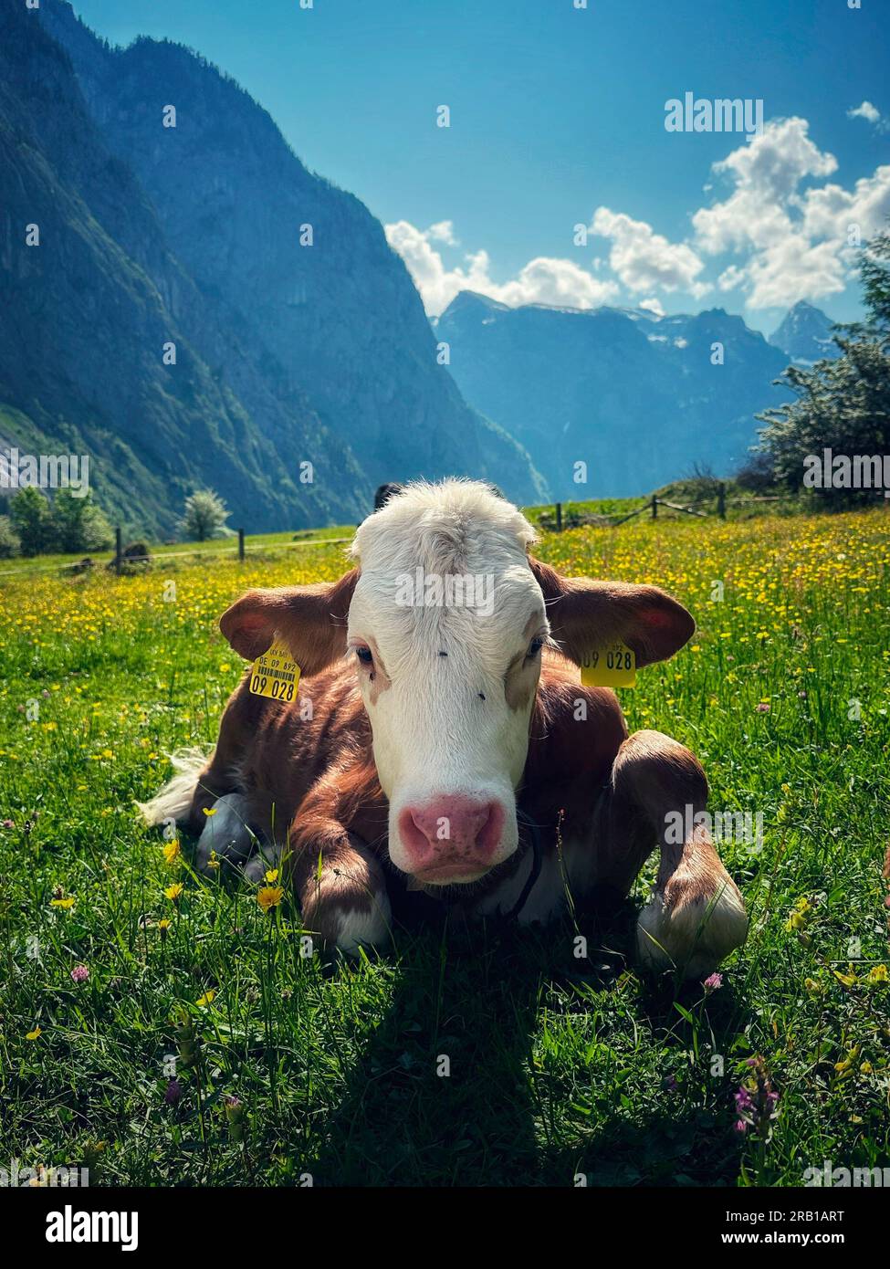 Alm cow in bavaria hi-res stock photography and images - Alamy