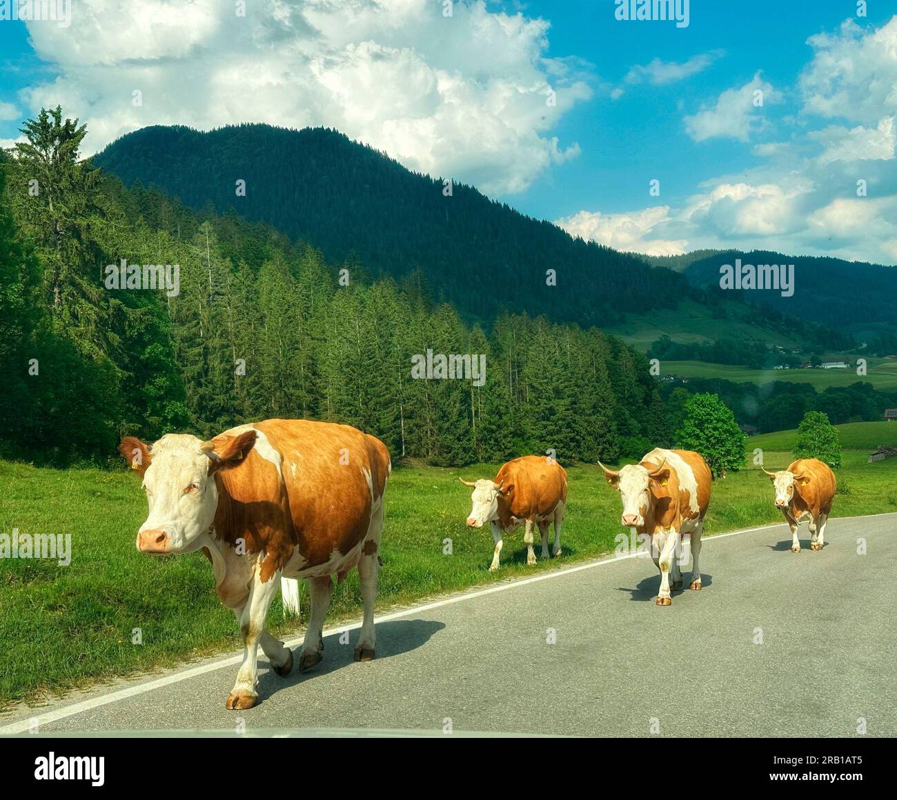 Alpine cows in bavaria hi-res stock photography and images - Alamy
