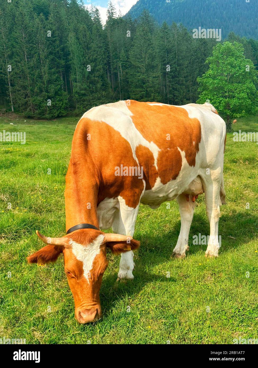 Alm cow in bavaria hi-res stock photography and images - Alamy