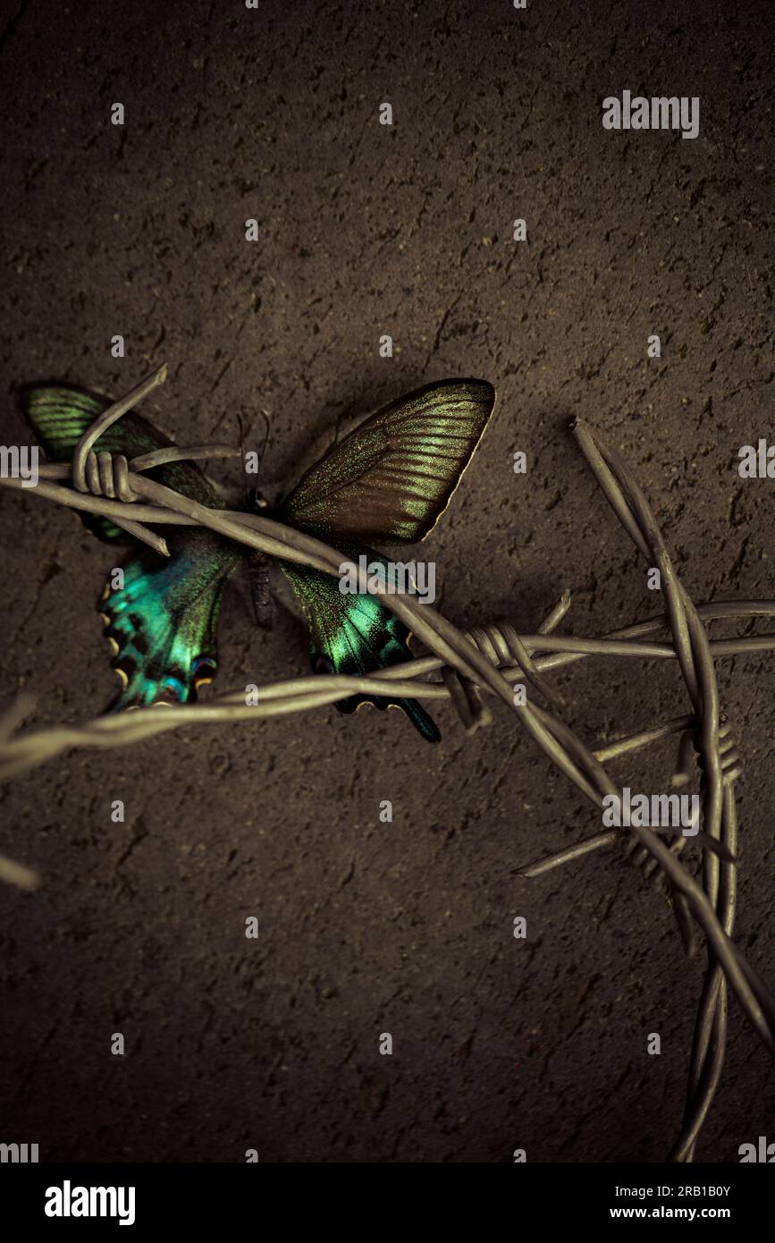 Butterfly under a barbed wire Stock Photo - Alamy