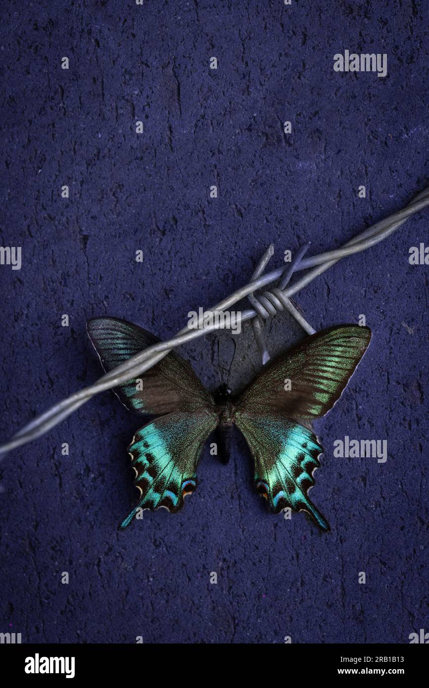 Filigree butterfly hi-res stock photography and images - Alamy