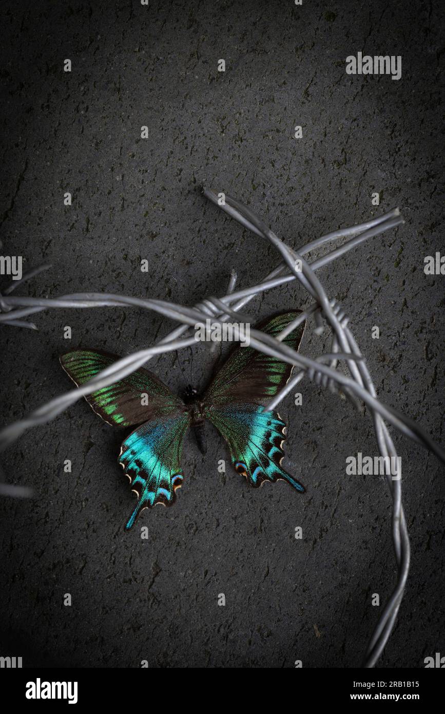 Butterfly under a barbed wire Stock Photo - Alamy