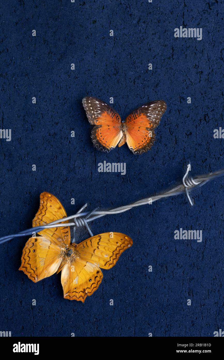 Two different butterflies hi-res stock photography and images - Alamy