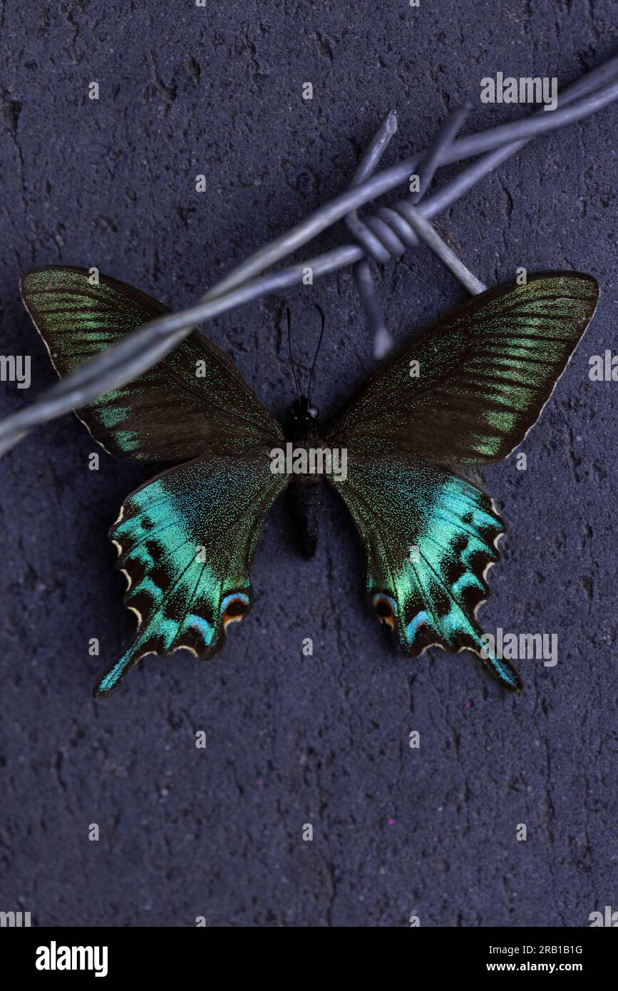 Filigree butterfly hi-res stock photography and images - Alamy