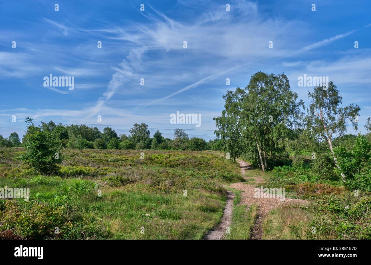 Natural heathland habitat hi-res stock photography and images - Alamy