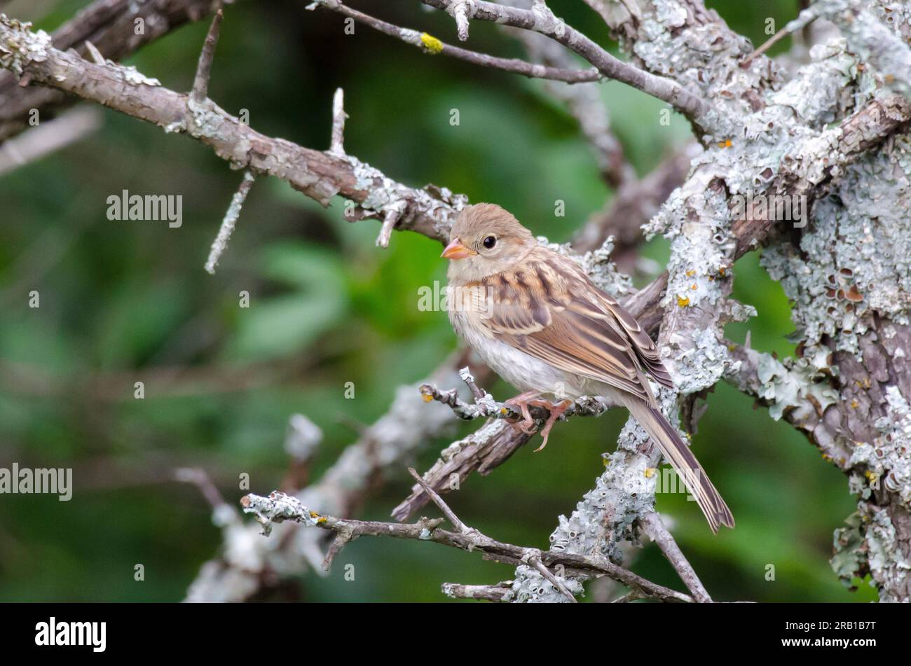 Sparrow limbs hi-res stock photography and images - Alamy