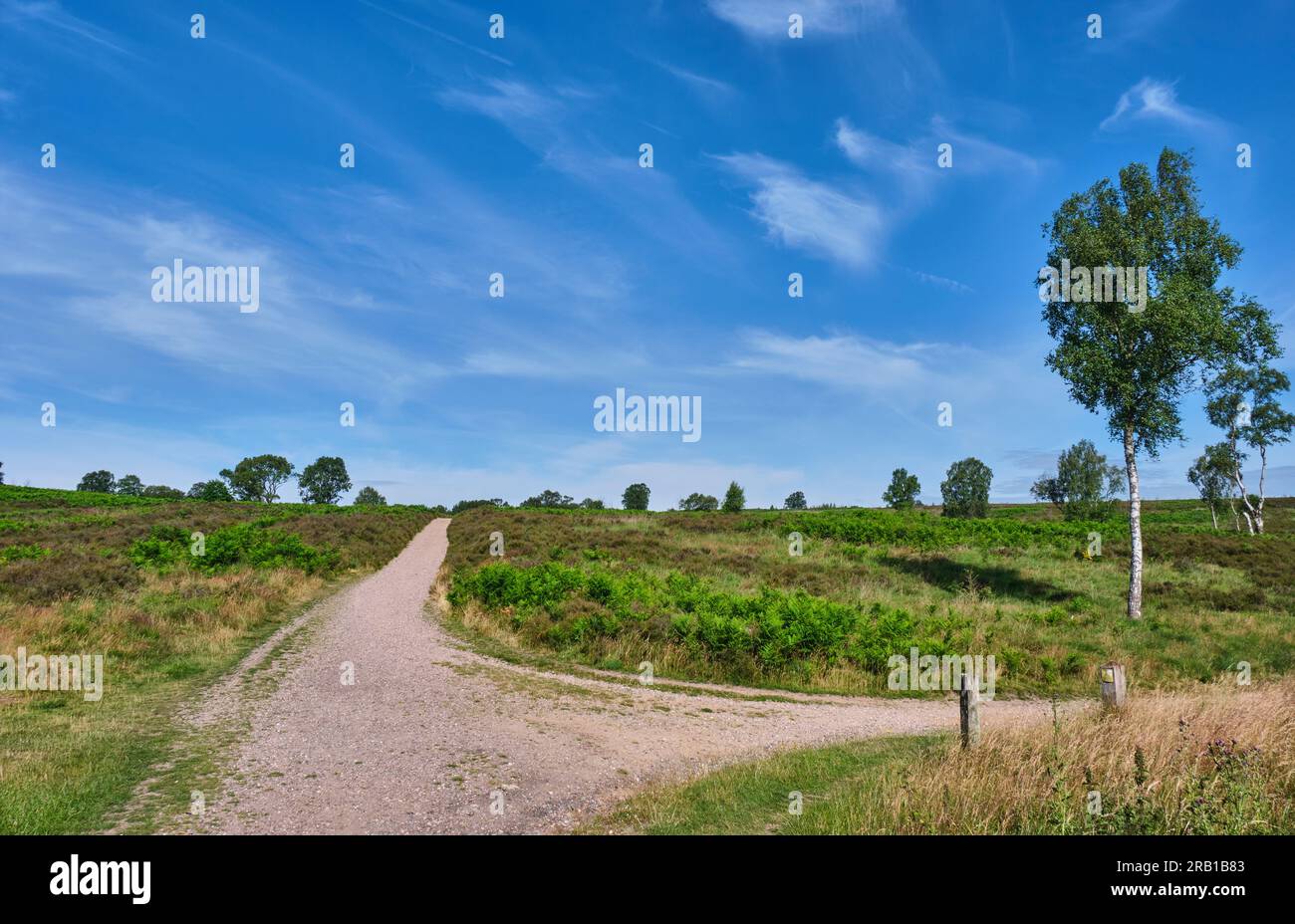The Heart of England Way crossing Cannock Chase, Staffordshire Stock ...