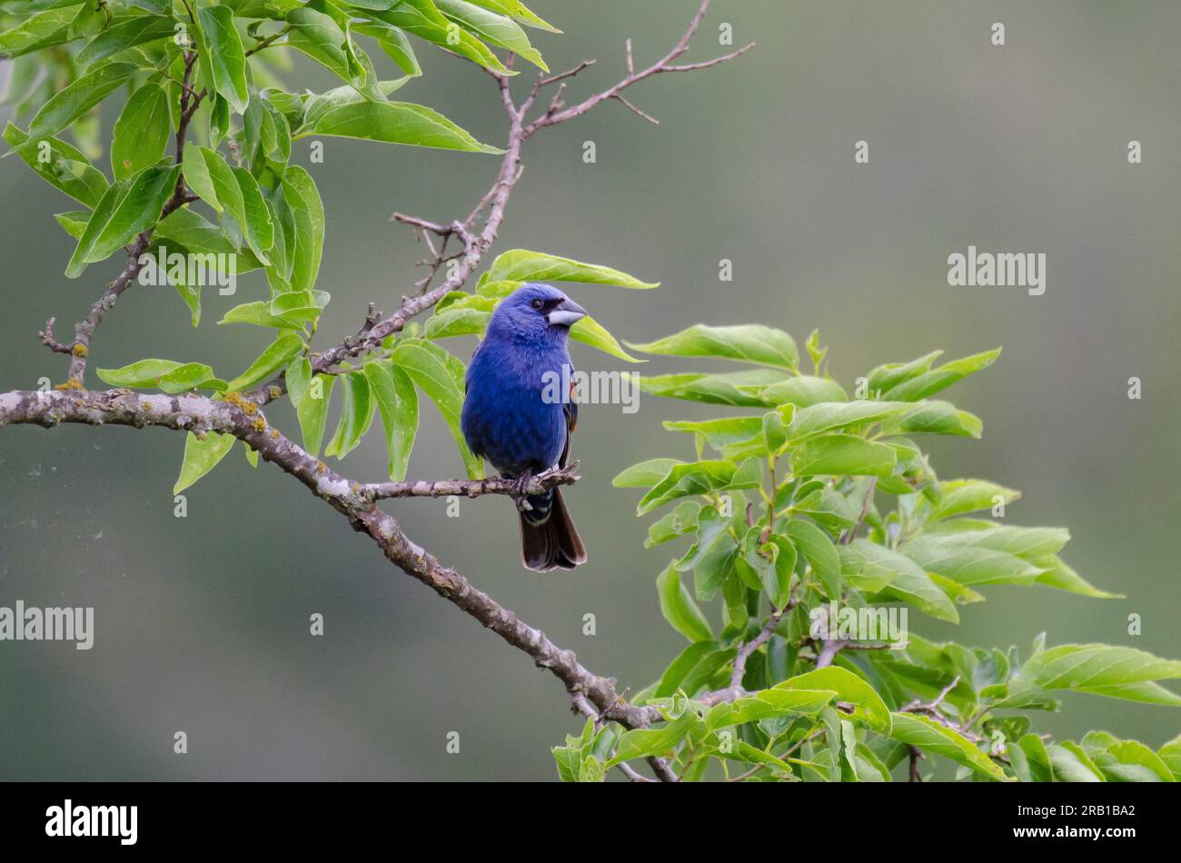 Blue grosbeak passerina caerulea male hi-res stock photography and ...