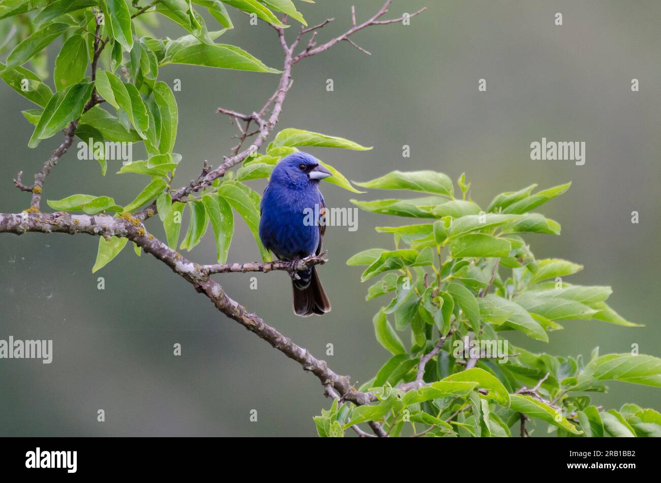 Blue Grosbeak, Passerina caerulea, male Stock Photo - Alamy