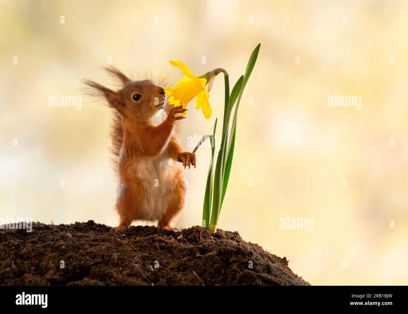 Ground narcissus hi-res stock photography and images - Alamy