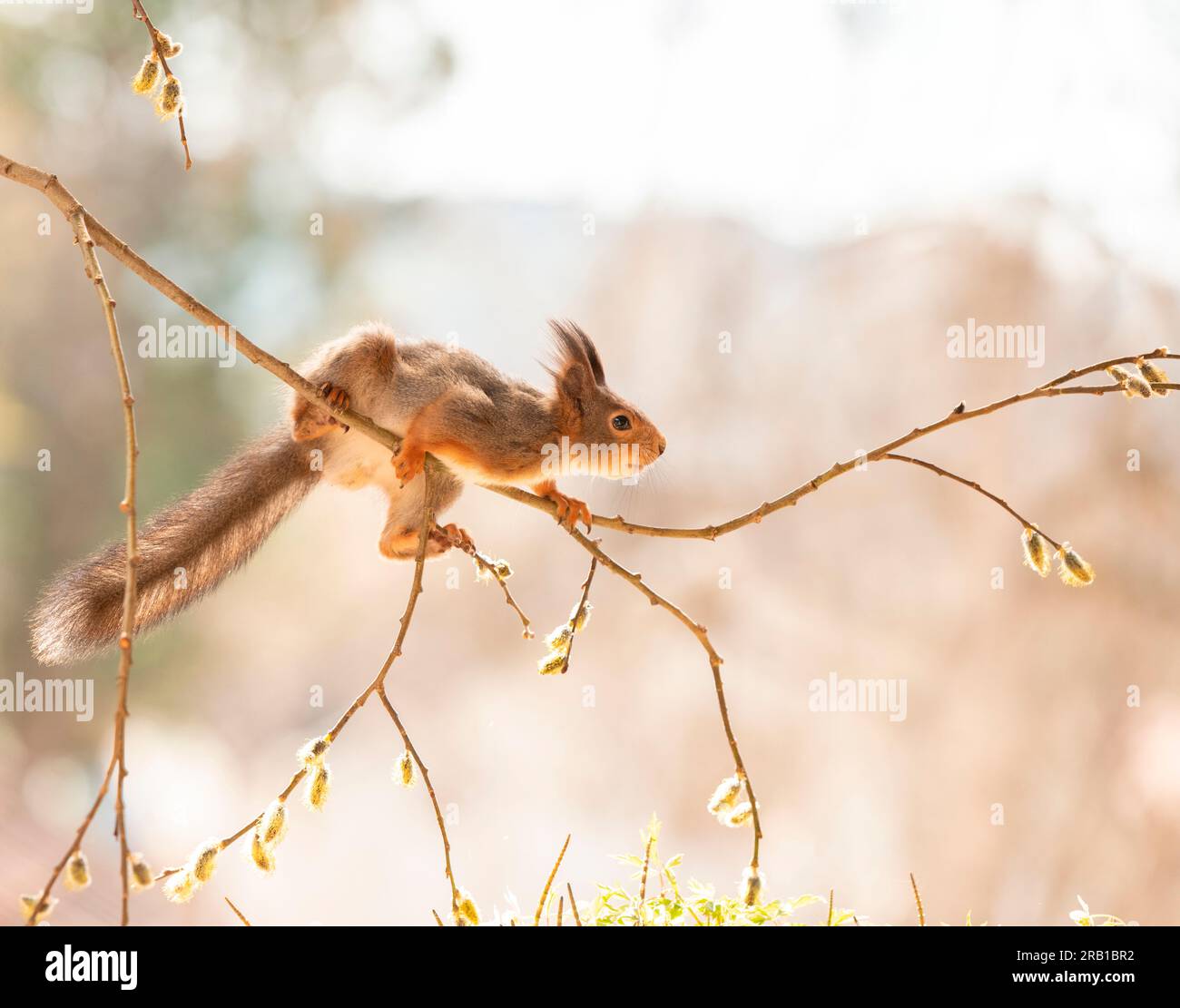 The willow branch hi-res stock photography and images - Alamy