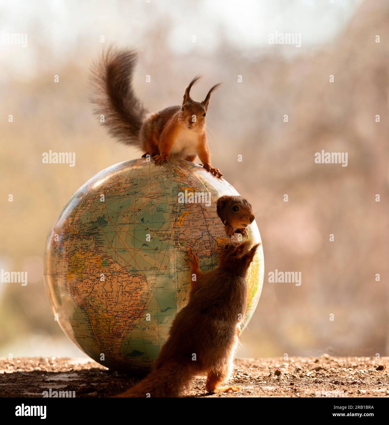 Three red squirrels hi-res stock photography and images - Alamy