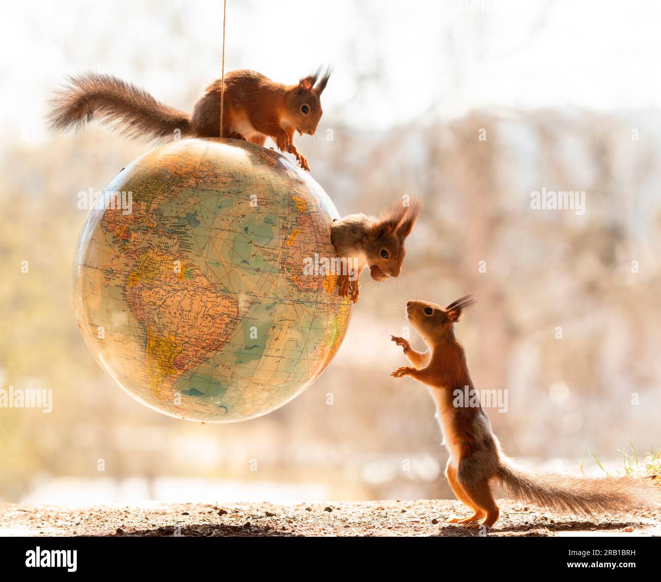 Three red squirrels hi-res stock photography and images - Alamy