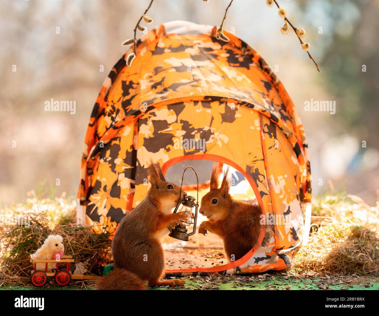 Red squirrels with a tent Stock Photo - Alamy