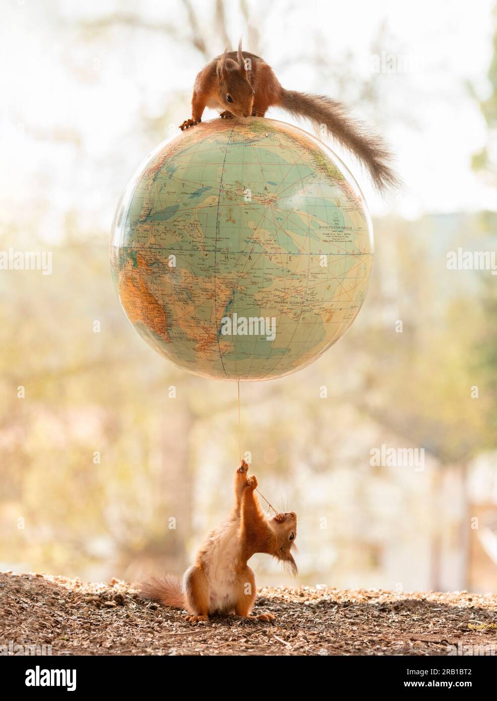 Red squirrels with a earth globe Stock Photo - Alamy