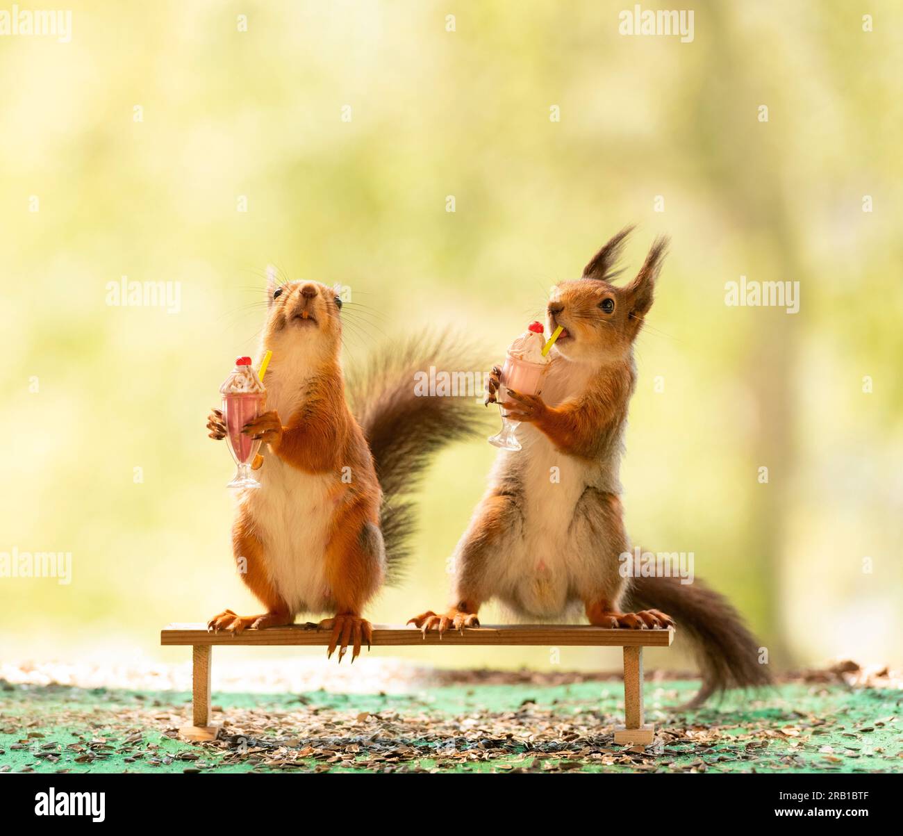 Animals eating ice cream hi-res stock photography and images - Alamy
