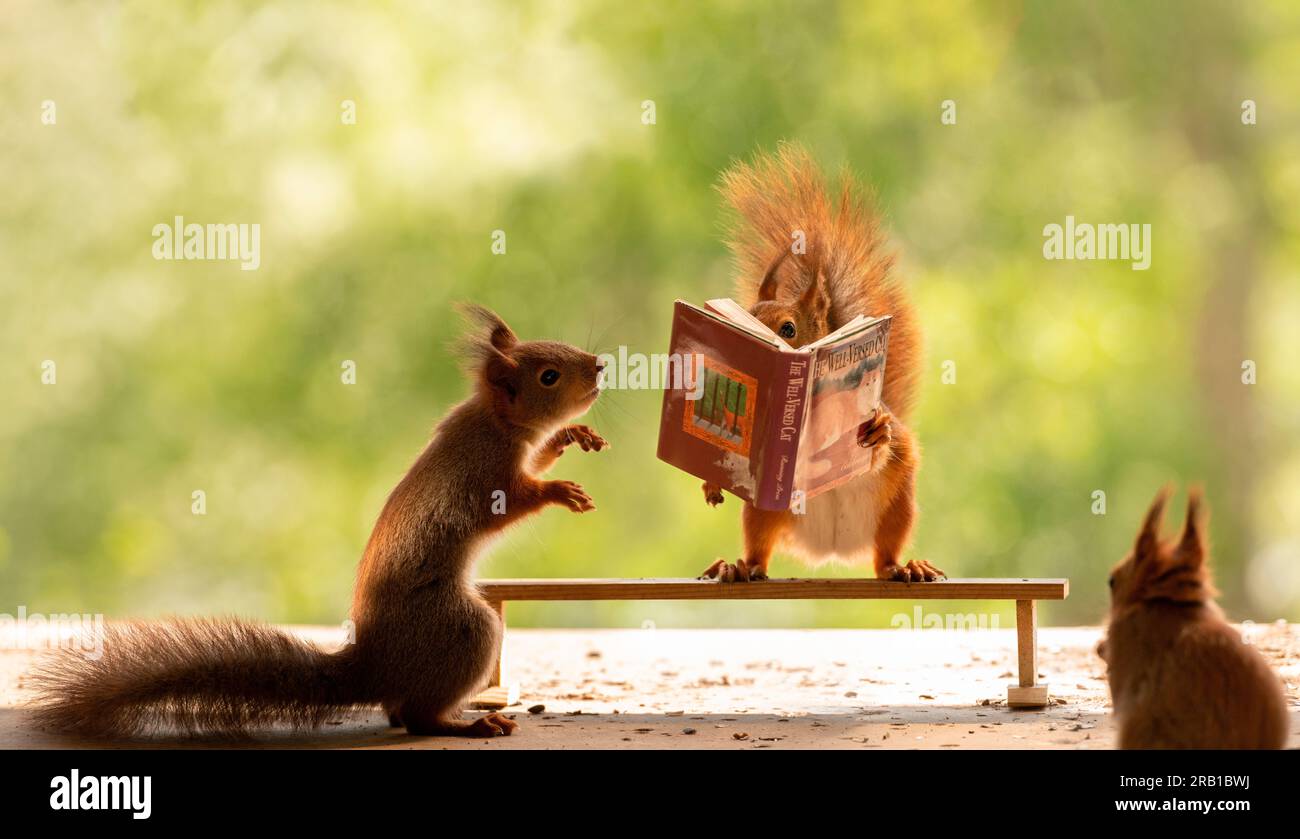 Red squirrel reading a book on a bench Stock Photo - Alamy