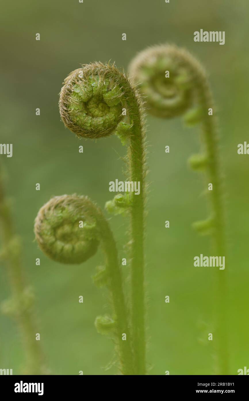 unrolling shoots of young fern plants, true worm fern, spring ...