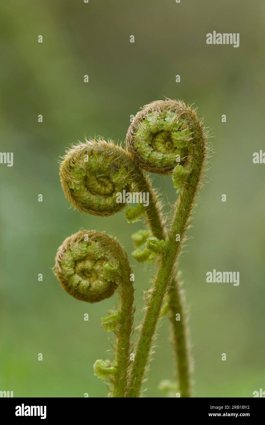 unfurling shoots of young fern plants, true worm fern, spring ...