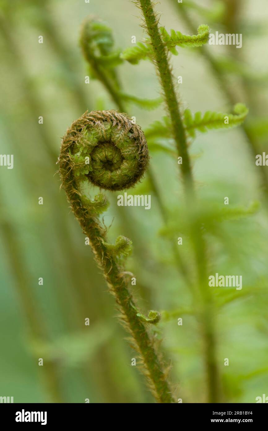 Vascular spur plant hi-res stock photography and images - Alamy