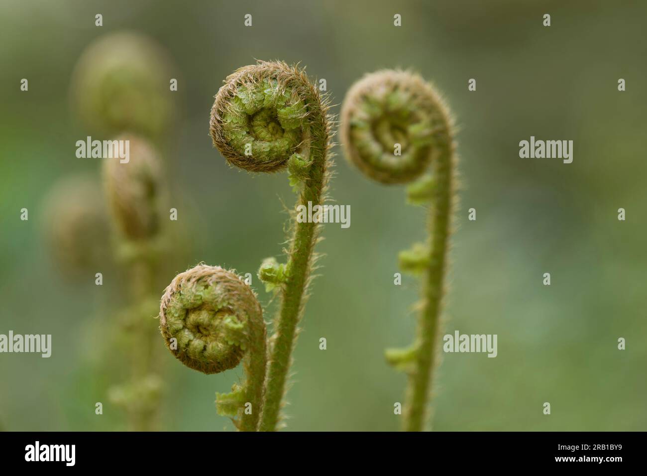 unfurling shoots of young fern plants, true worm fern, spring ...