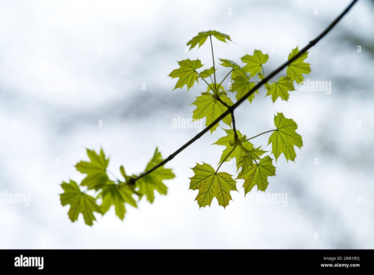 Blurred view maples in hi-res stock photography and images - Alamy