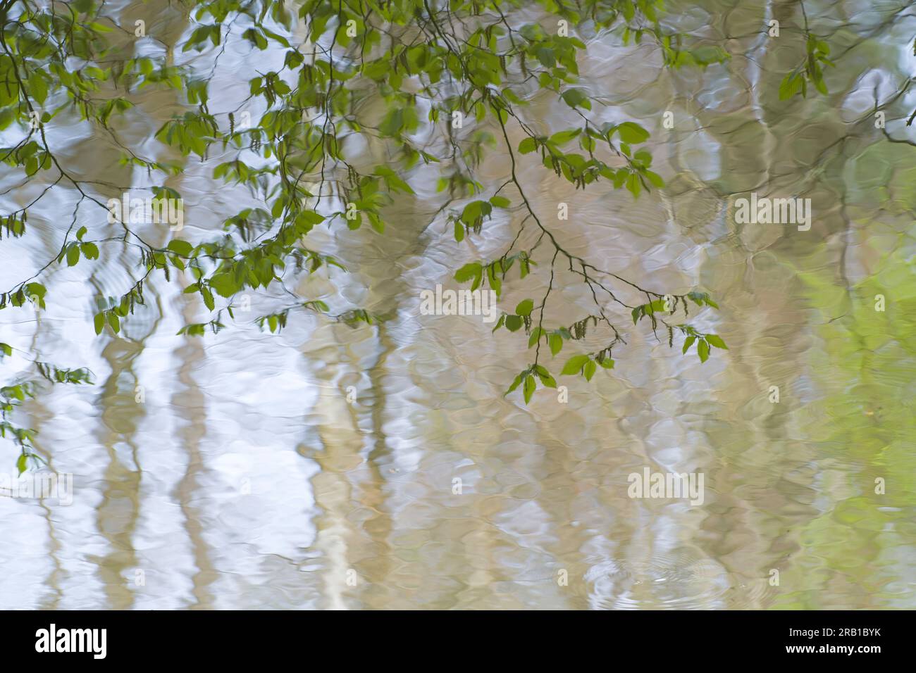 Branches with fresh light green leaves reflected on the water surface ...