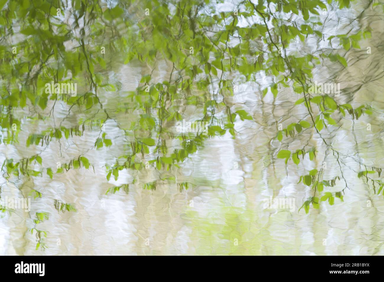 Branches with fresh light green leaves reflected on the water surface ...