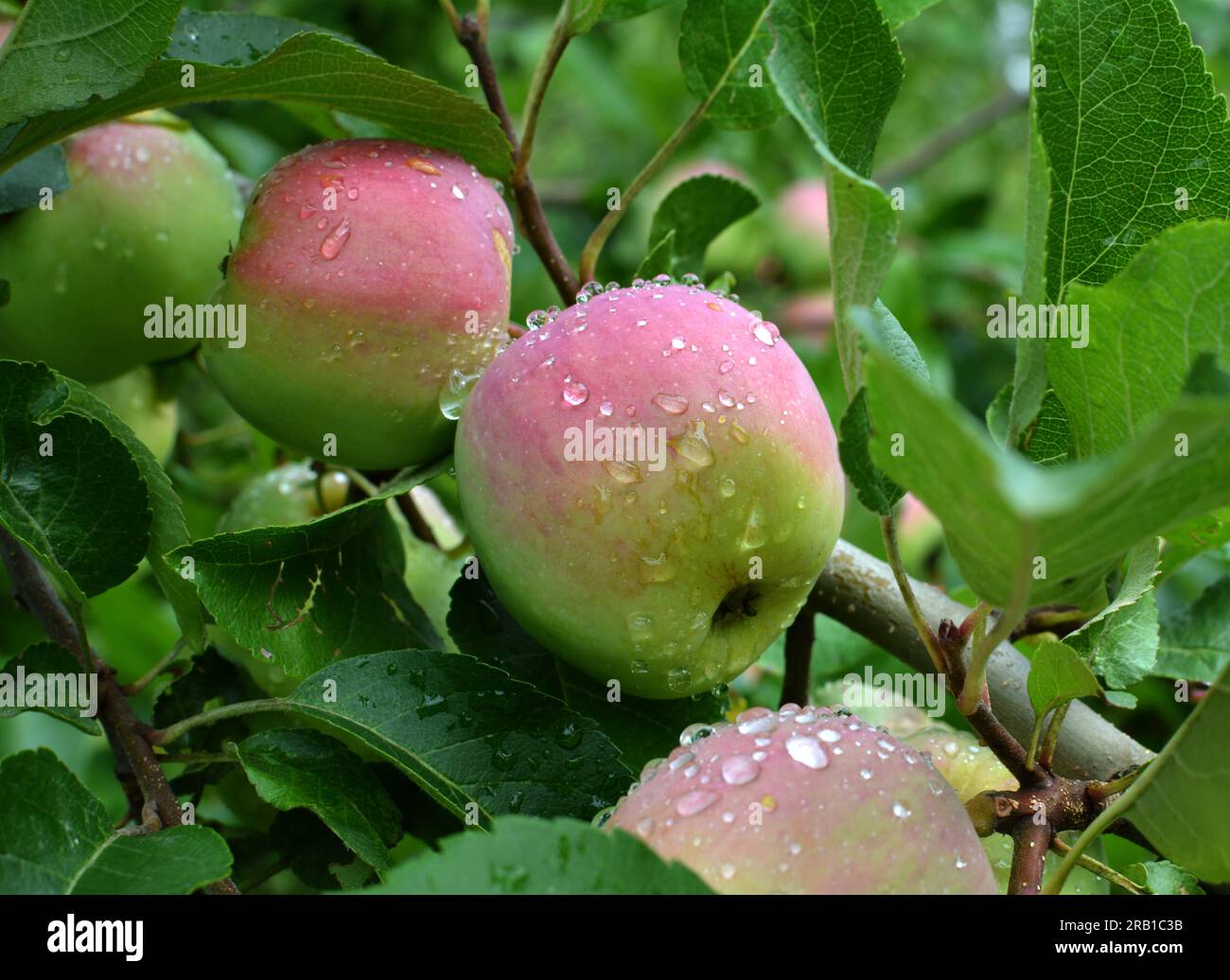In the orchard, apples ripen on the tree branch Stock Photo - Alamy