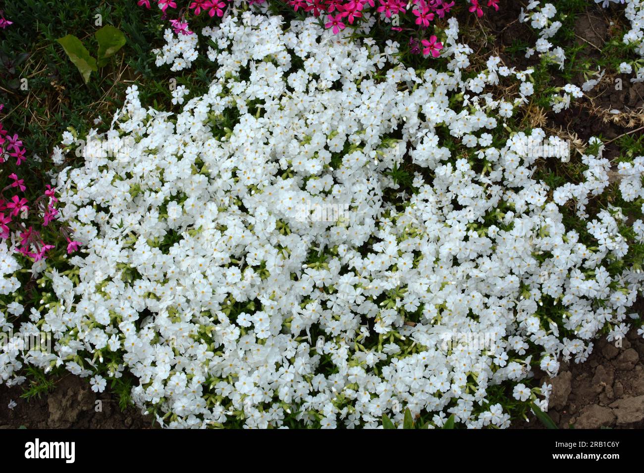 In spring, phlox subulata blooms in a flower bed Stock Photo - Alamy