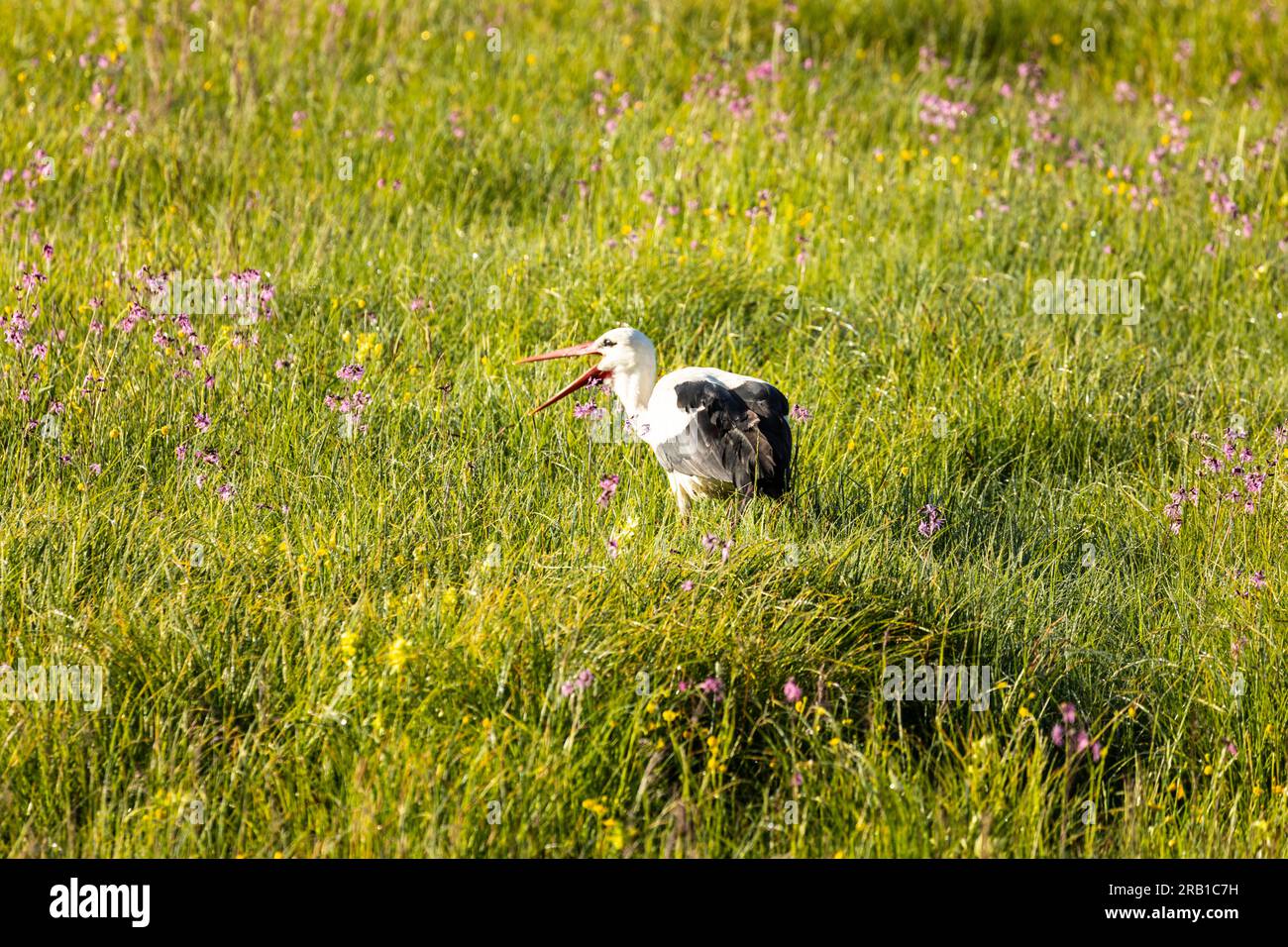 White stork searches for food in a paddock in spring Stock Photo - Alamy