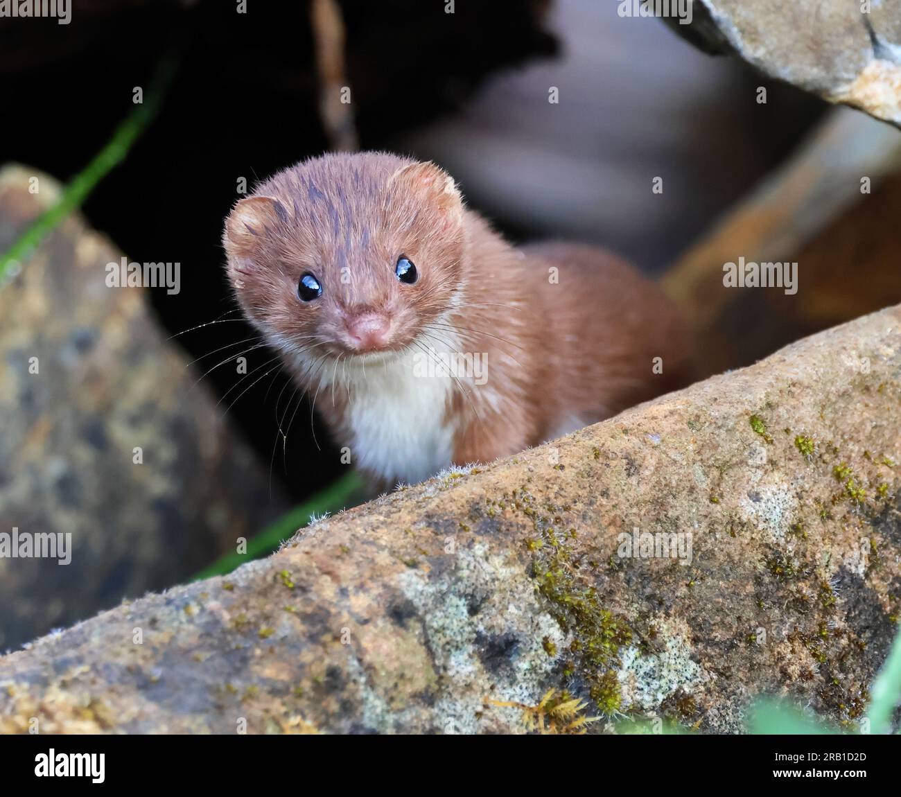 A Stoat peering out of a pile of stones in Devon UK Stock Photo - Alamy
