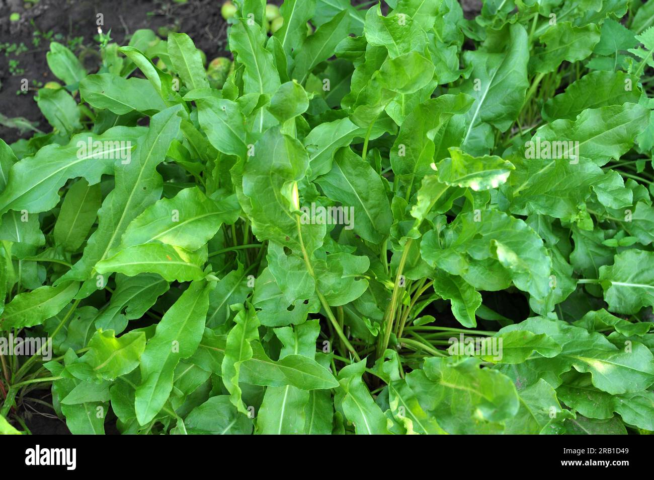 Sorrel grows in open organic soil in the garden Stock Photo - Alamy
