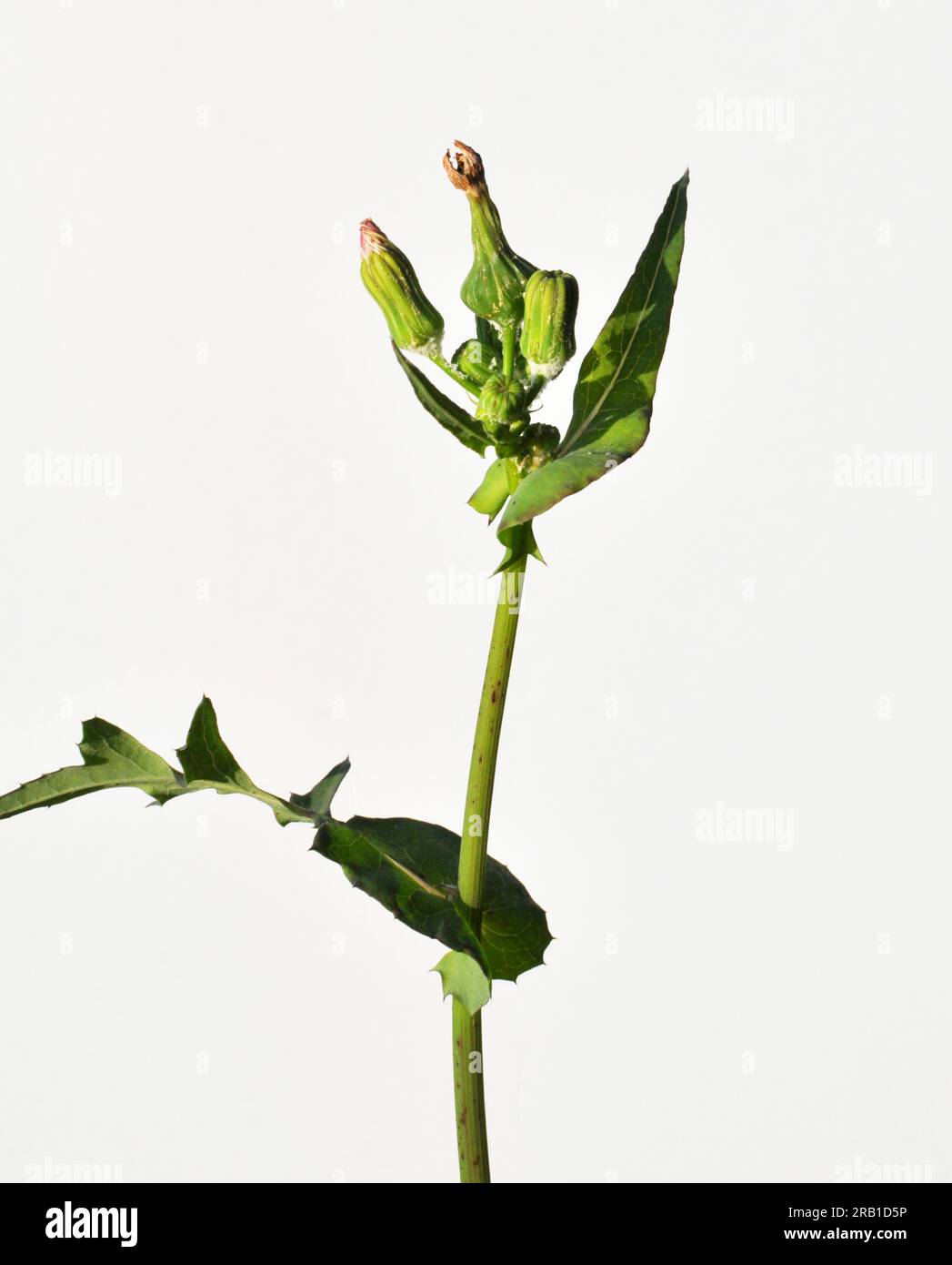 Asper grass hi-res stock photography and images - Alamy